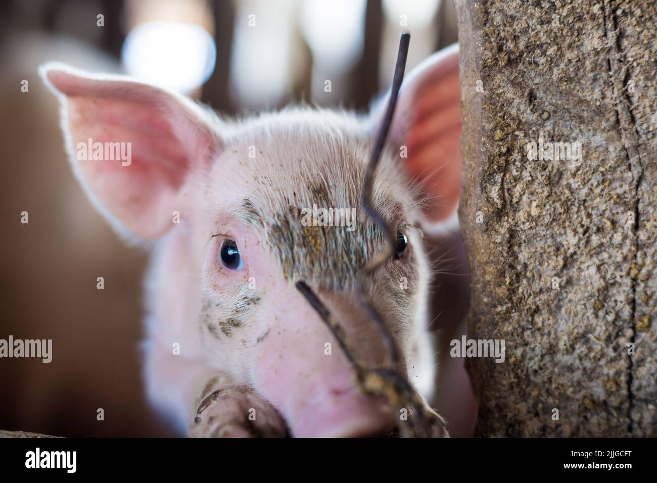 Livestock industry of small funny piglet in swine farm, Meat business ...