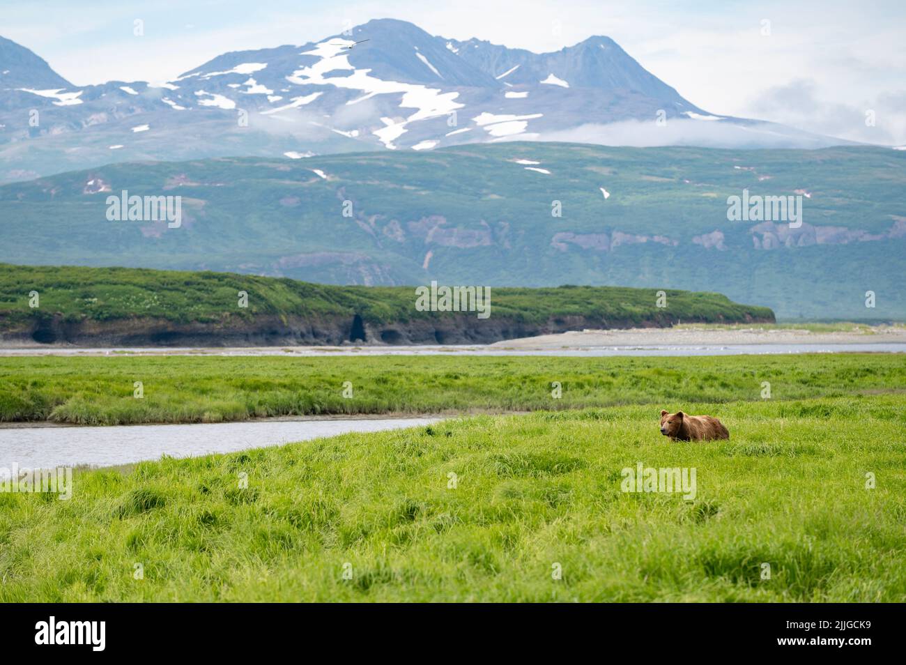 An Alaskan brown bear along Mikfik Creek in McNeil River Game Sanctuary ...