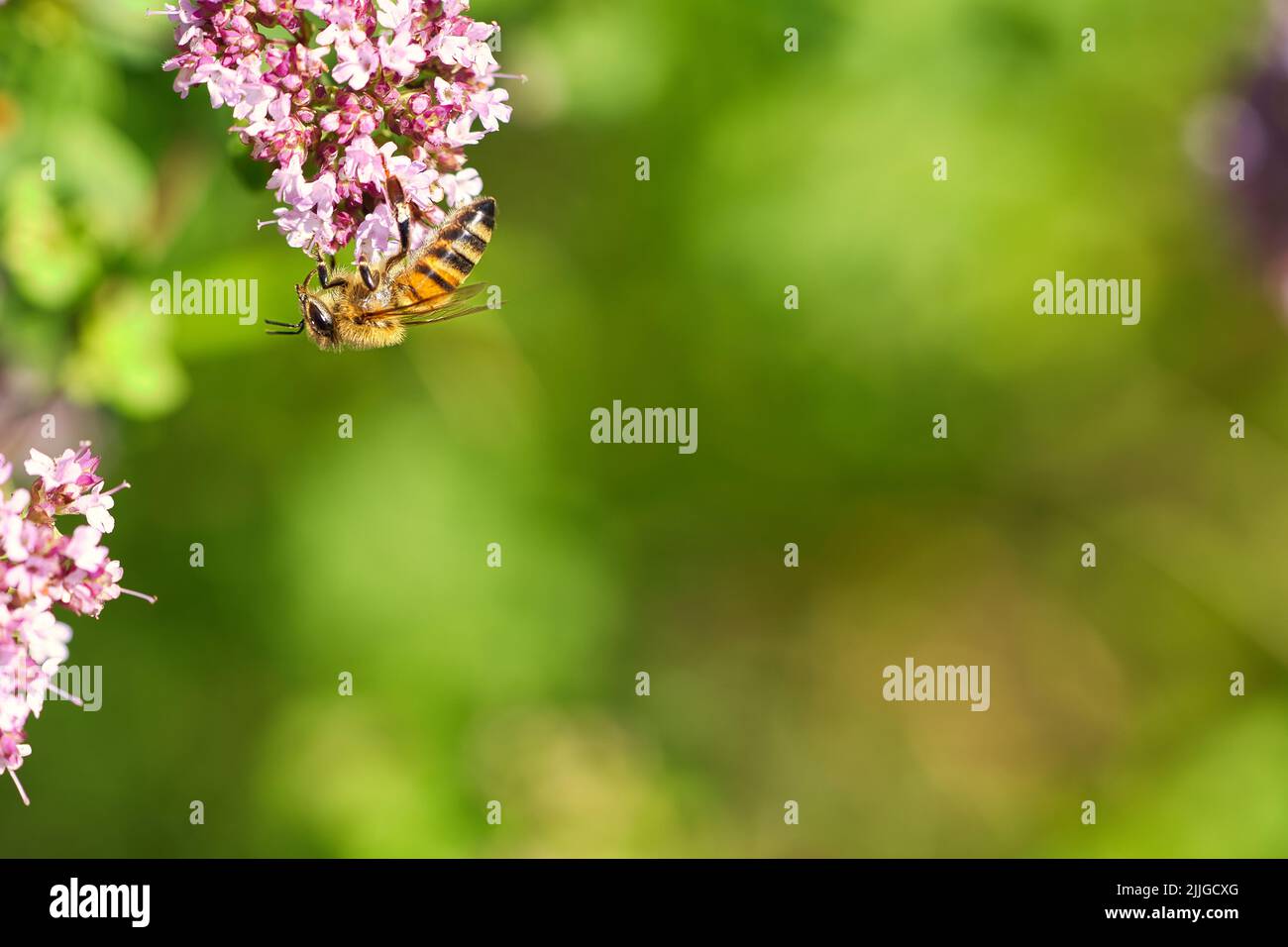 Honey bee collecting nectar on a flower of the flower butterfly bush ...