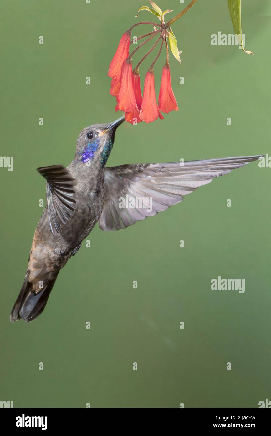 Brown Violetear Hummingbird feeding on flower (Colibri delphinae ...