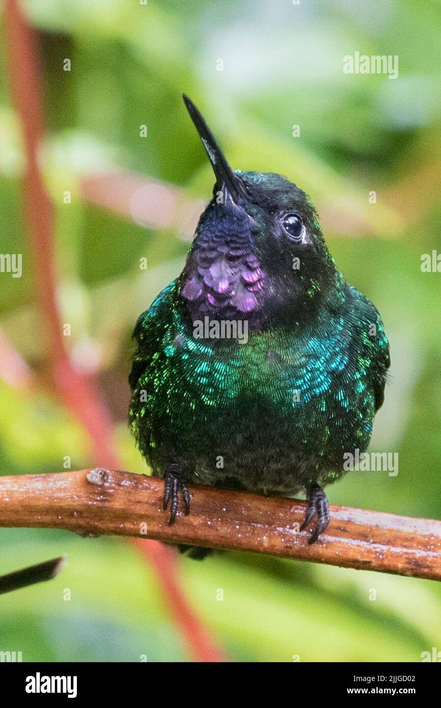 Tourmaline Sunangel Hummingbird male (Heliangelus exortis) Ecuador ...