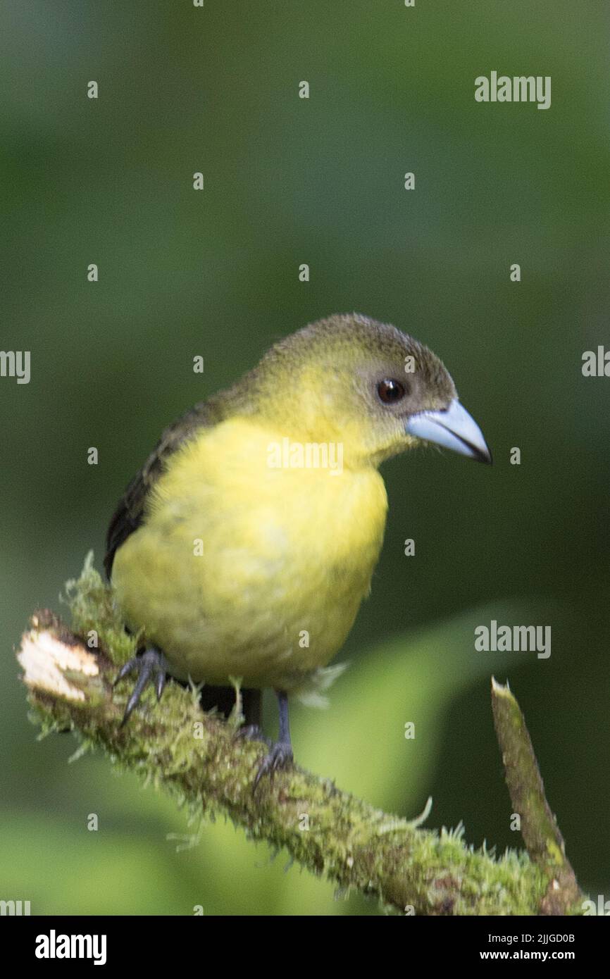 Flame-Rumped Tanager female (Ramphocelus flammigerus icteronotus ...
