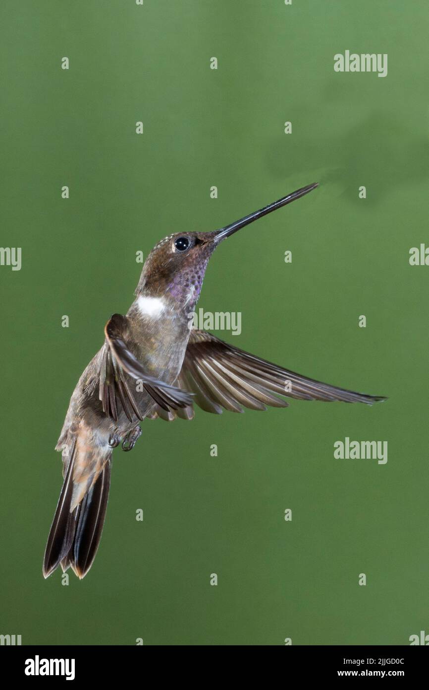 Brown Inca Hummingbird flying (Coeligena wilsoni) Ecuador Stock Photo ...