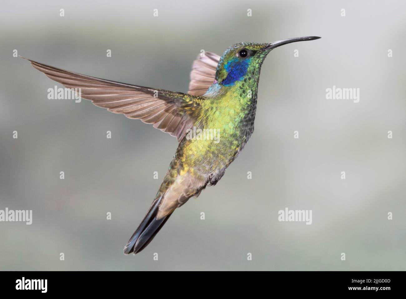 Lesser Violetear Hummingbird flying (Colibri thalassinus) Ecuador Stock ...
