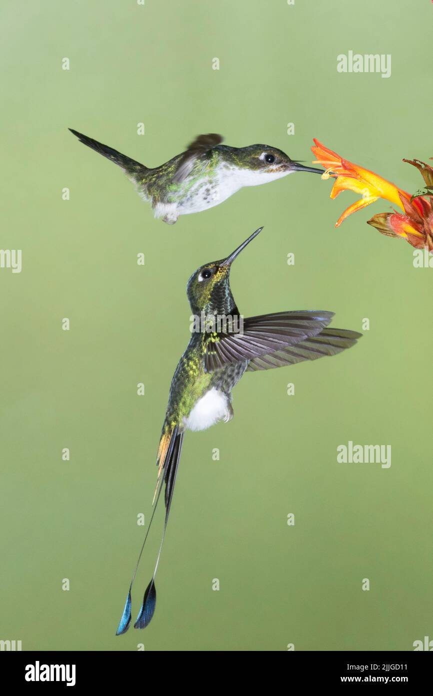 Booted Rackettail Hummingbird female feeding on flower as male waits ...