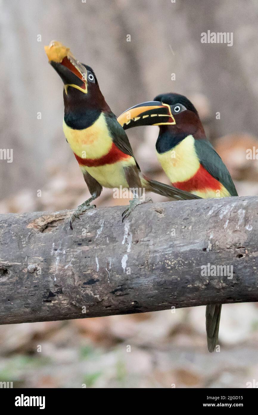 Pair of Chestnut-Eared Aracaris with one eating fruit (Pteroglossus ...