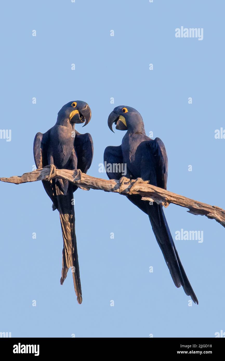 Pair of Hyacnith Macaws (Anodorhynchus hyacinthinus) Pantanal, Brazil ...