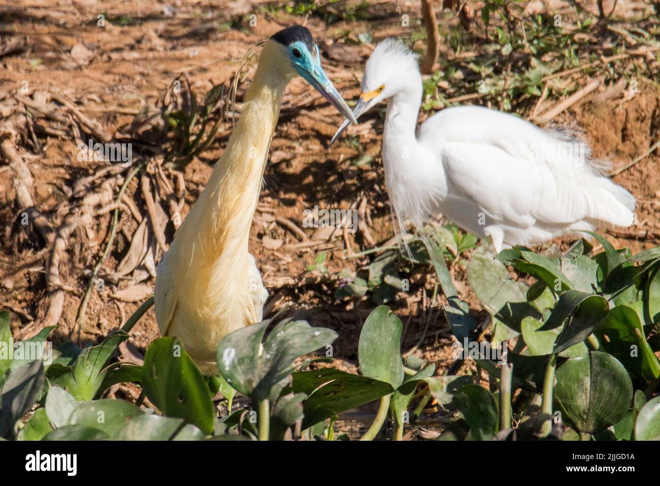 Capped Heron and Snowy Egret (Pilherodius pileatus and Egretta thula ...