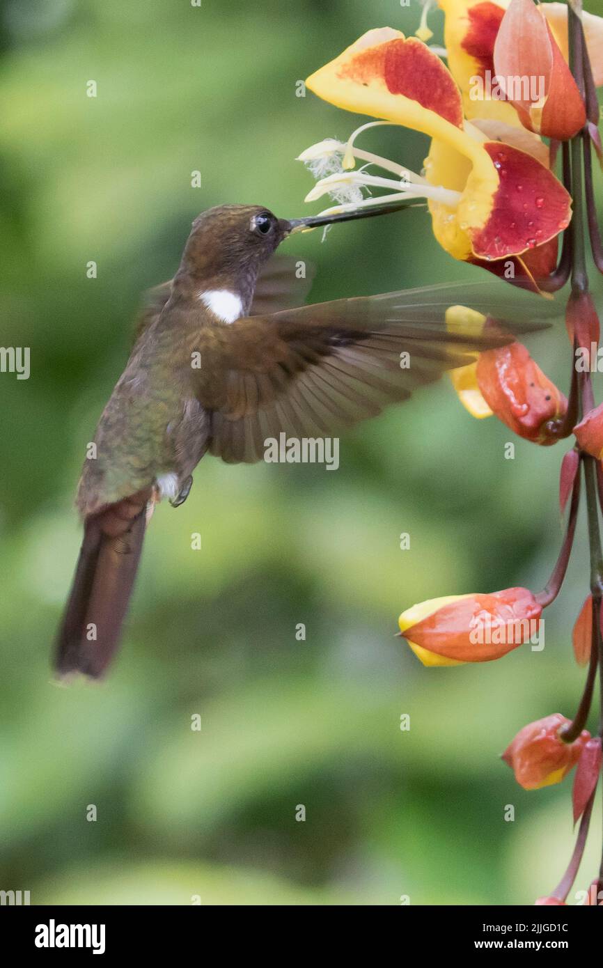 Brown Inca Hummingbird feeding on flower (Coeligena wilsoni) Ecuador ...
