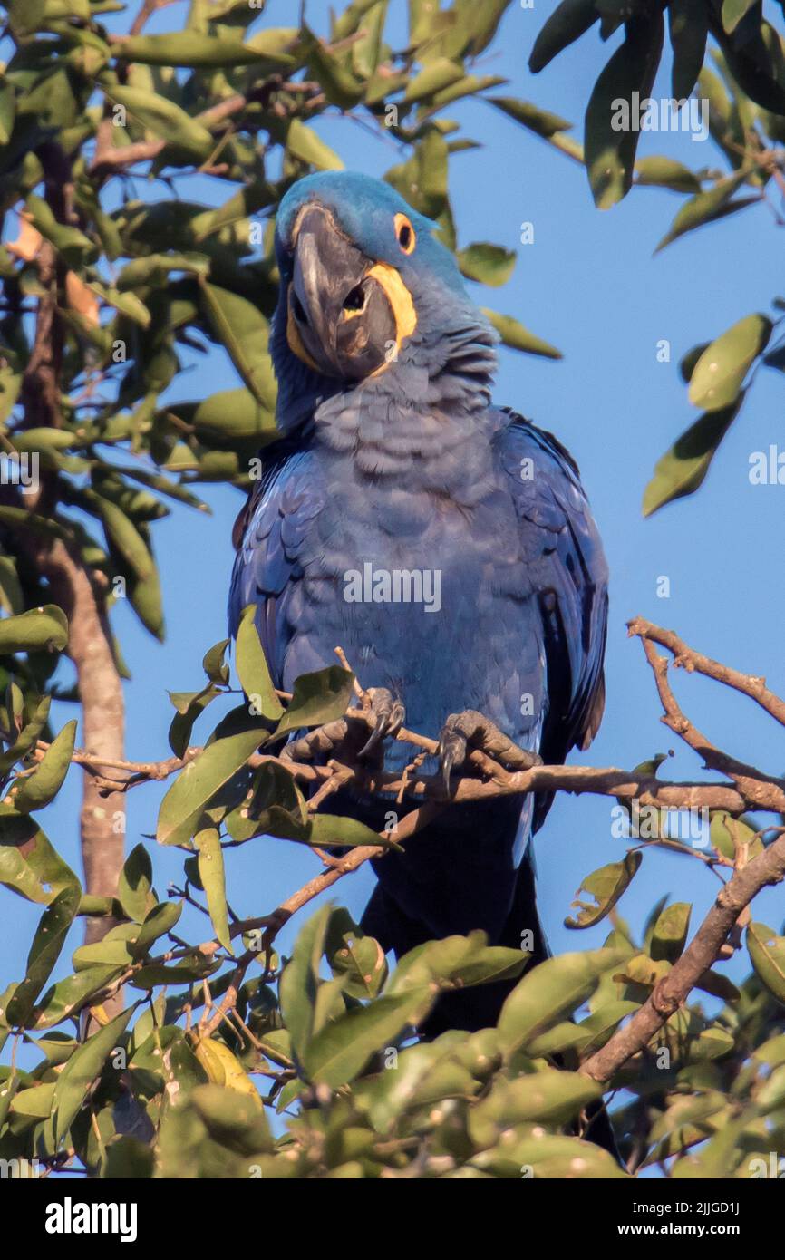 Hyacinth Macaw (Anodorynchus hyacinthinus) Pantanal, Brazil Stock Photo ...