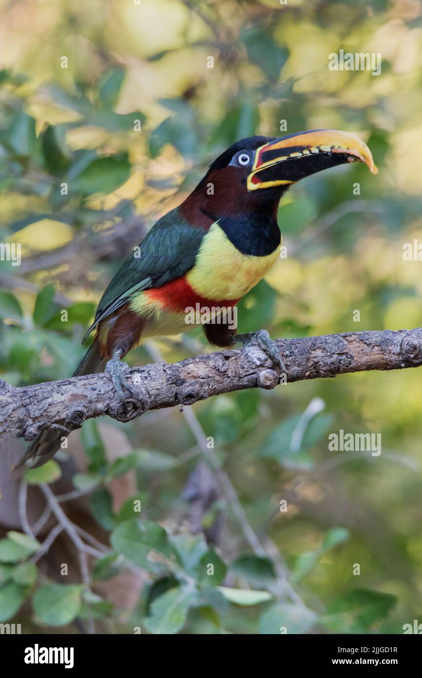 Chestnut-Eared Aracari (Pteroglossus castanotis) Pantanal, Brazil Stock ...