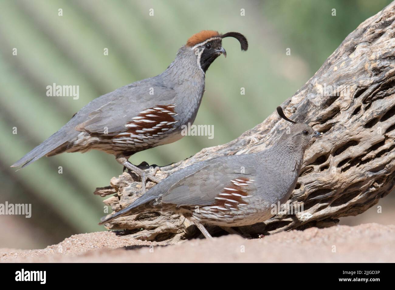 Quail male and female hi-res stock photography and images - Alamy