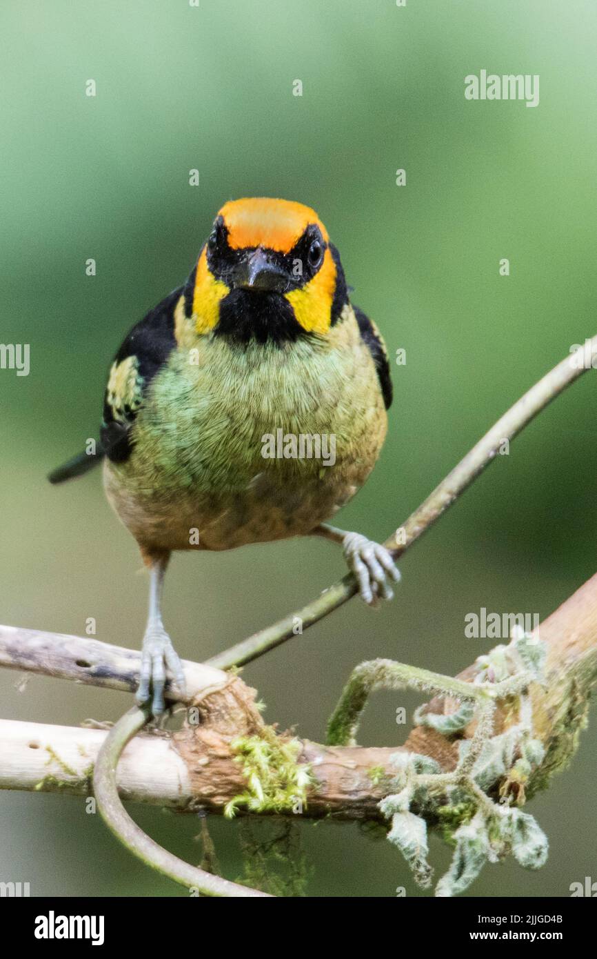 Flame-Faced Tanager (Tangara parzudakii) Ecuador Stock Photo - Alamy