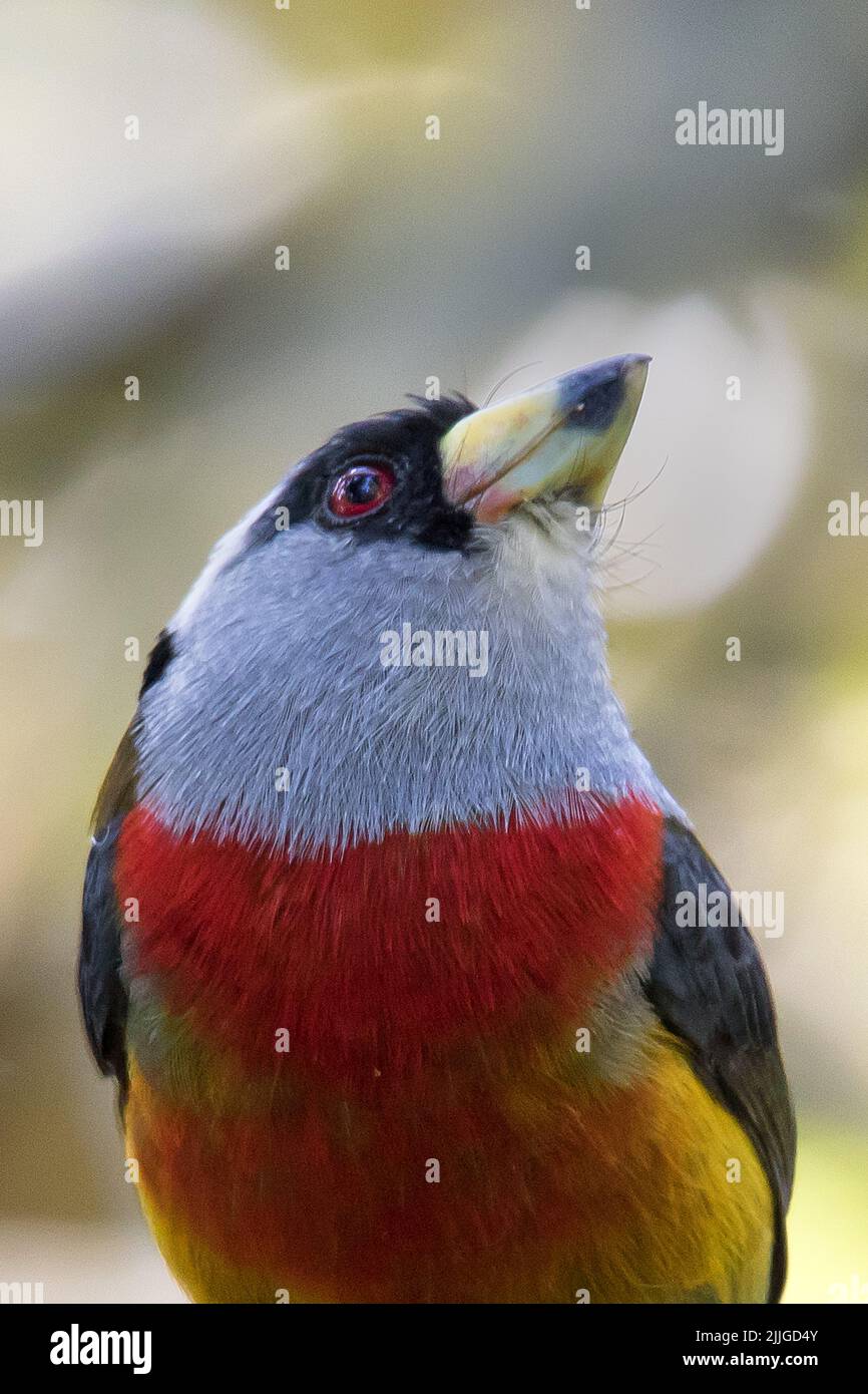Toucan Barbet close-up (Semnornis ramphastinus) Ecuador Stock Photo - Alamy