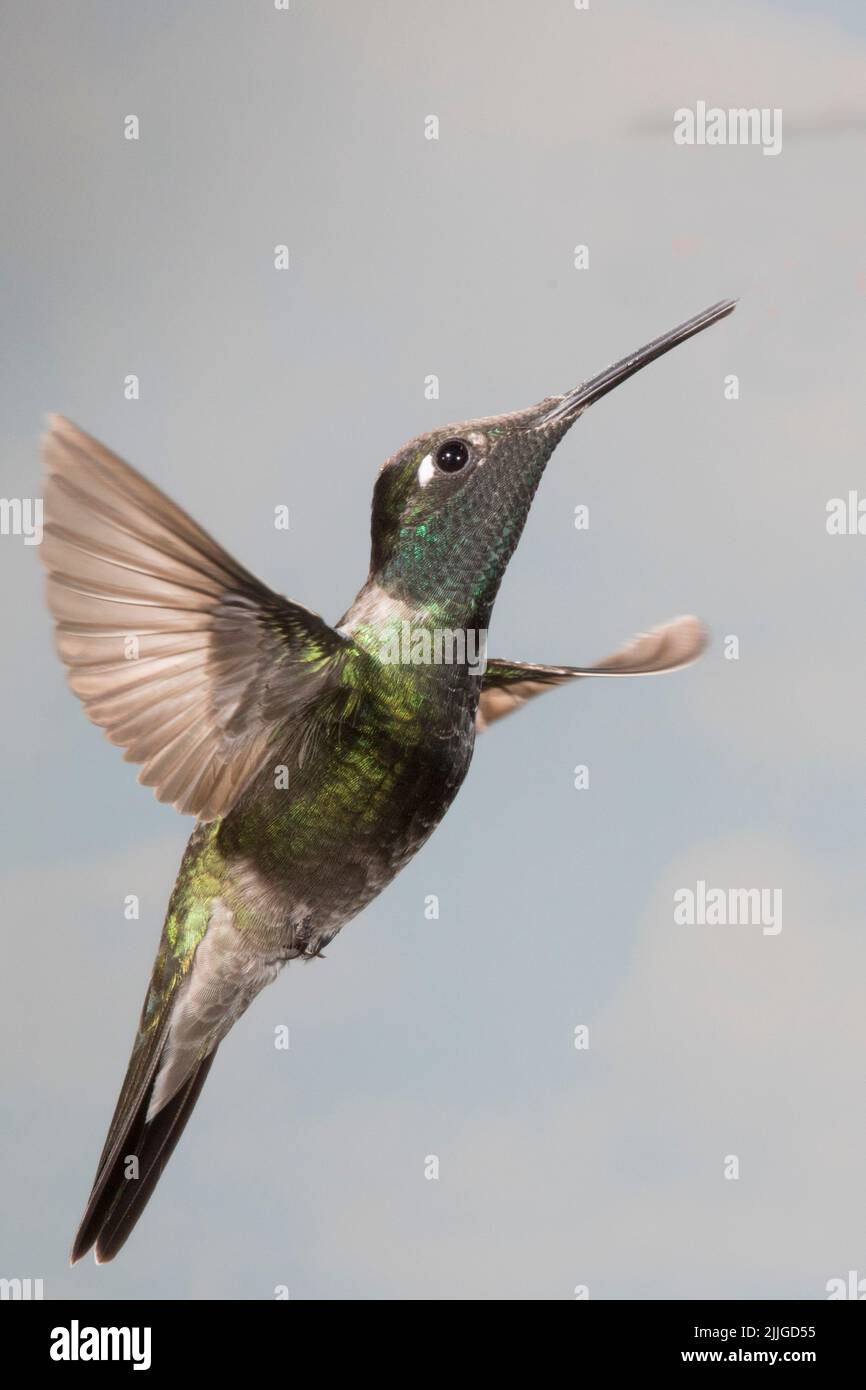 Magnificent Hummingbird male flying (Eugenes fulgens) Madera Canyon ...