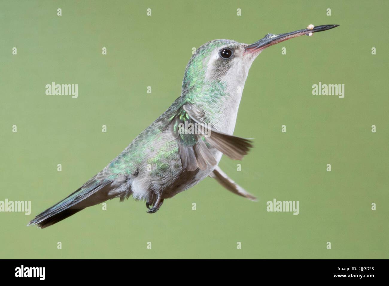 Broad-Billed Hummingbird female flying with pollen on bill (Cynanthus ...