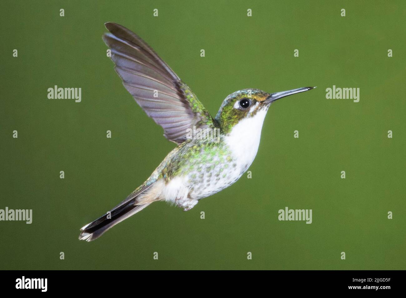 Booted Rackettail Hummingbird female flying (Ocreatus underwoodii ...