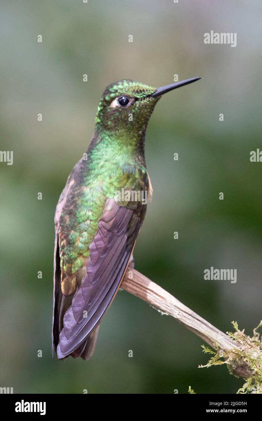 Buff-Tailed Coronet Hummingbird (Boissonneaua flavescens) Ecuador Stock ...