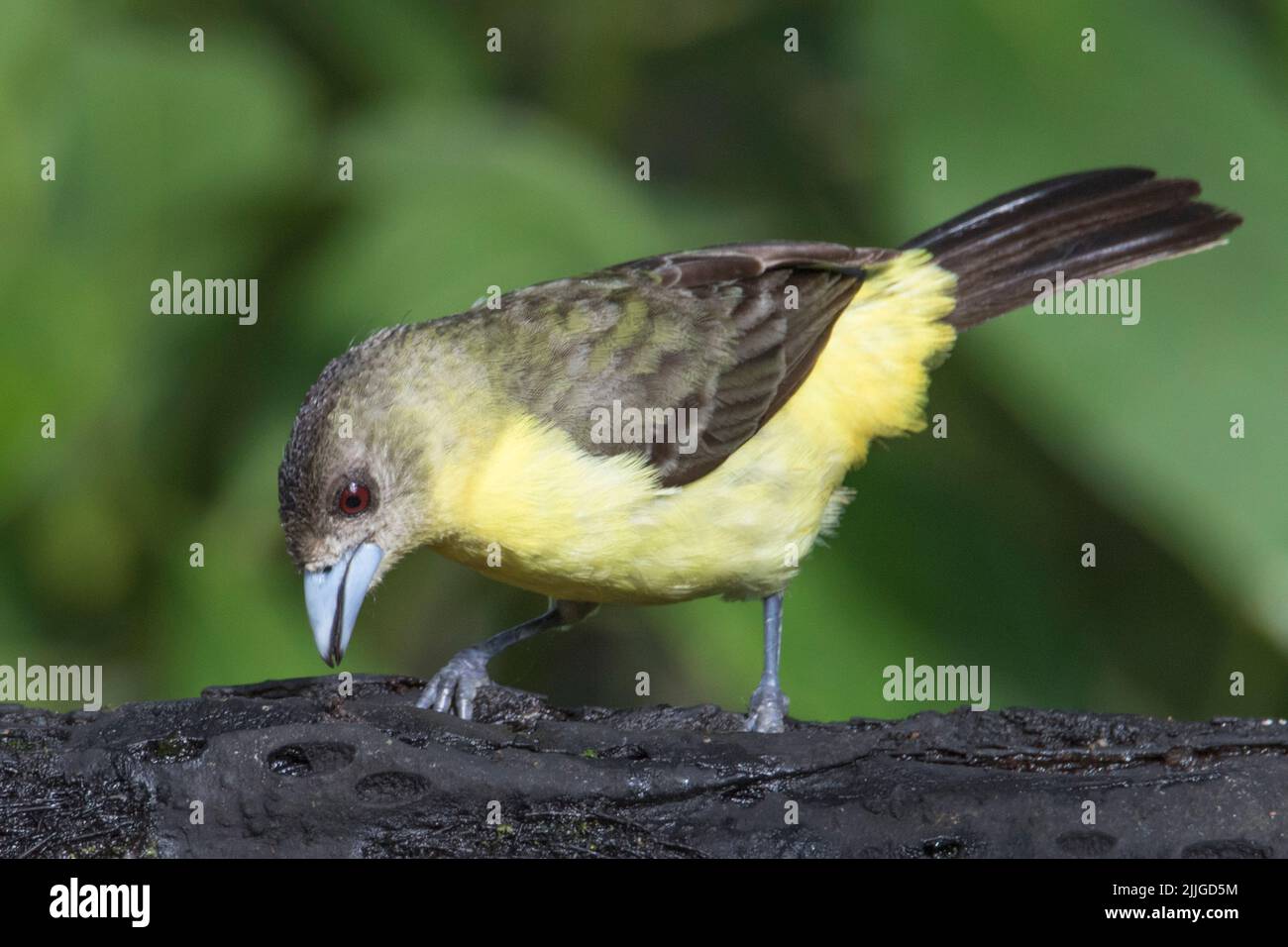 Flame-Rumped Tanager female (Ramphocelus flammigerus icteronotus ...