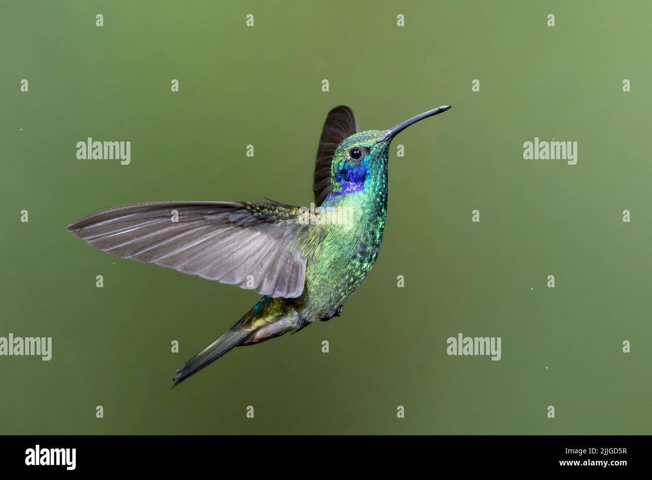 Lesser Violetear Hummingbird flying (Colibri thalassinus) Ecuador Stock ...