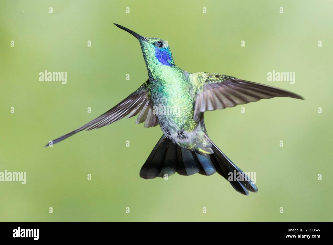 Lesser Violetear Hummingbird flying (Colibri thalassinus) Ecuador Stock ...