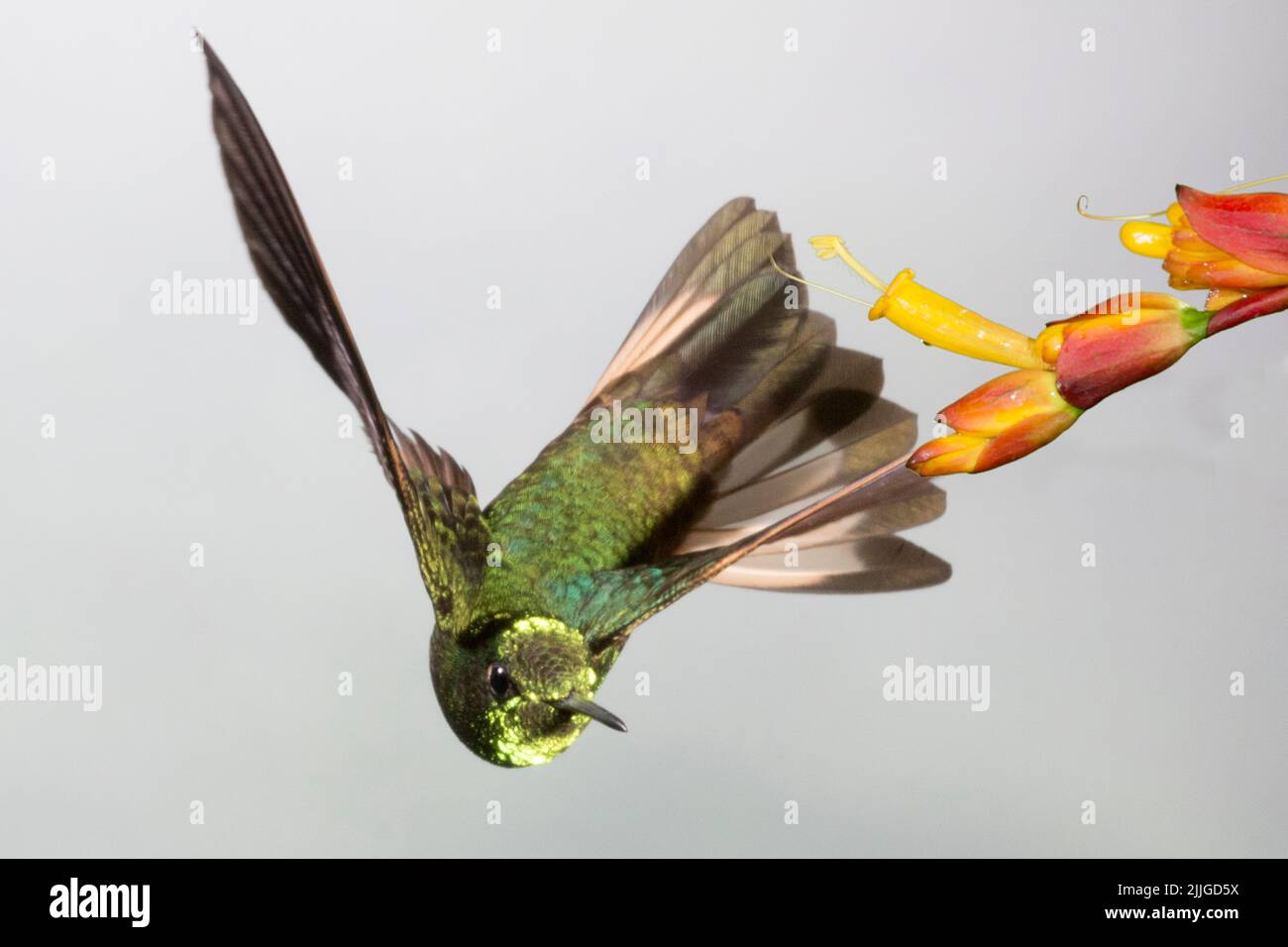 Buff-Tailed Coronet Hummingbird flying (Boissonneaua flavescens ...