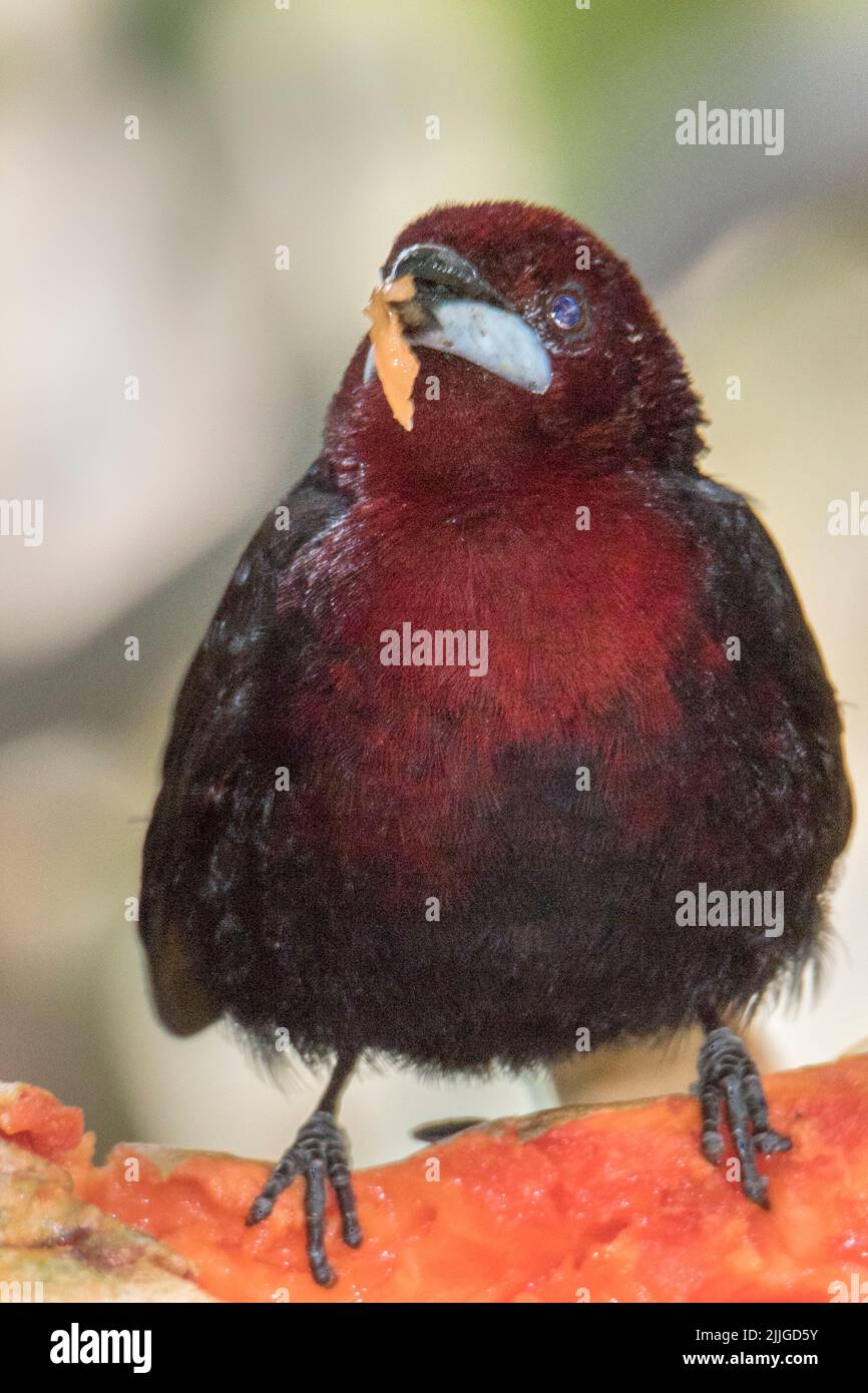 Silver-Beaked Tanager eating fruit (Ramphocelus carbo) Pantanal, Brazil ...