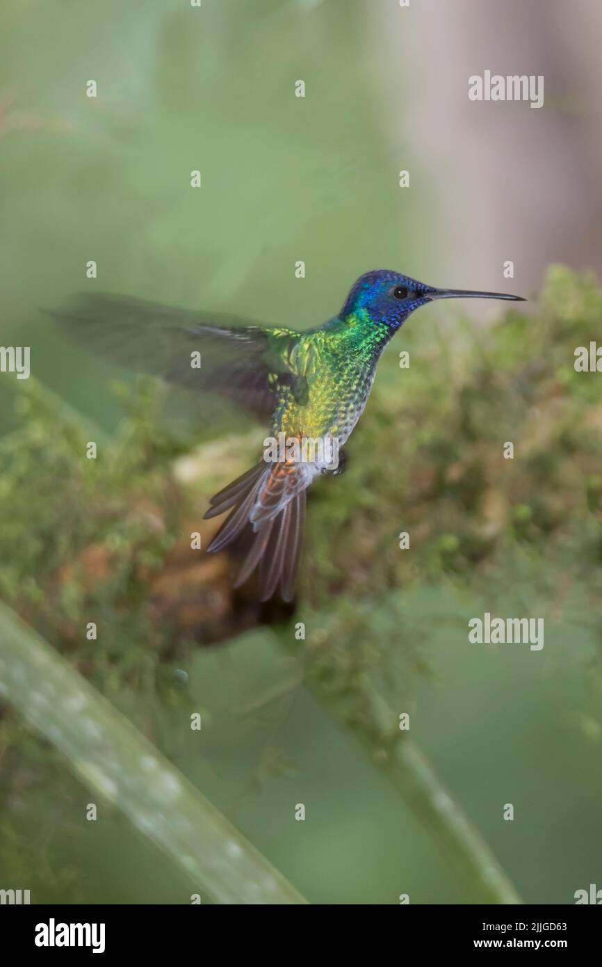 Golden-Tailed Sapphire Hummingbird male flying (Chrysuronia oenone ...