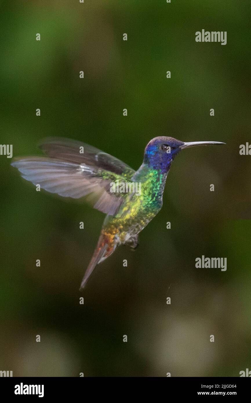 Golden-Tailed Sapphie Hummingbird male flying (Chrysuronia oenone ...