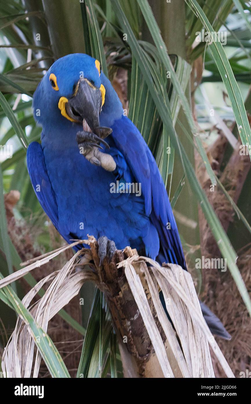 Hyacinth Macaw eating (Anodoryncus hyacinthinus) Pantanal, Brazil Stock ...