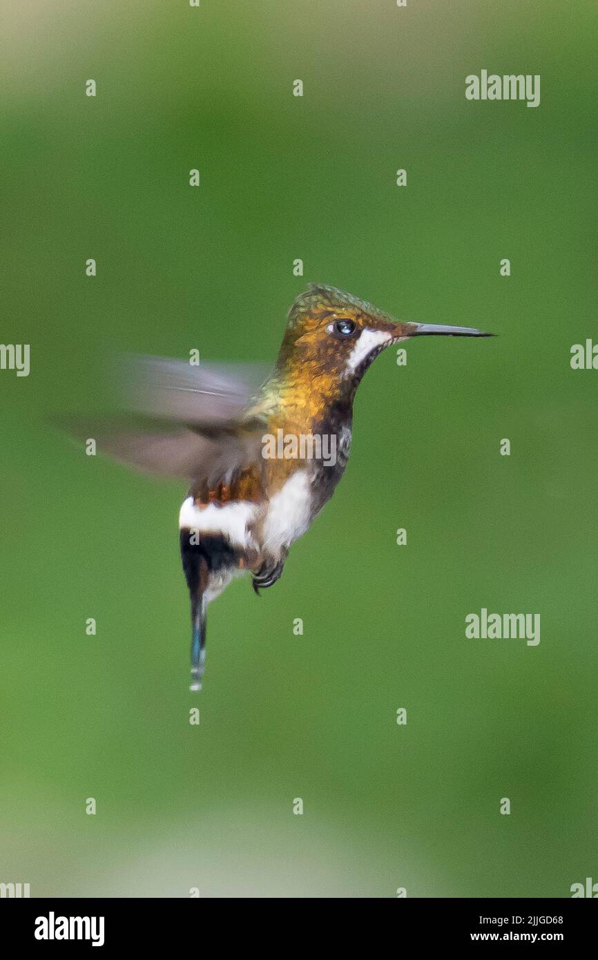 Wire-Crested Thorntail Hummingbird female flying (Discosura popelairii ...