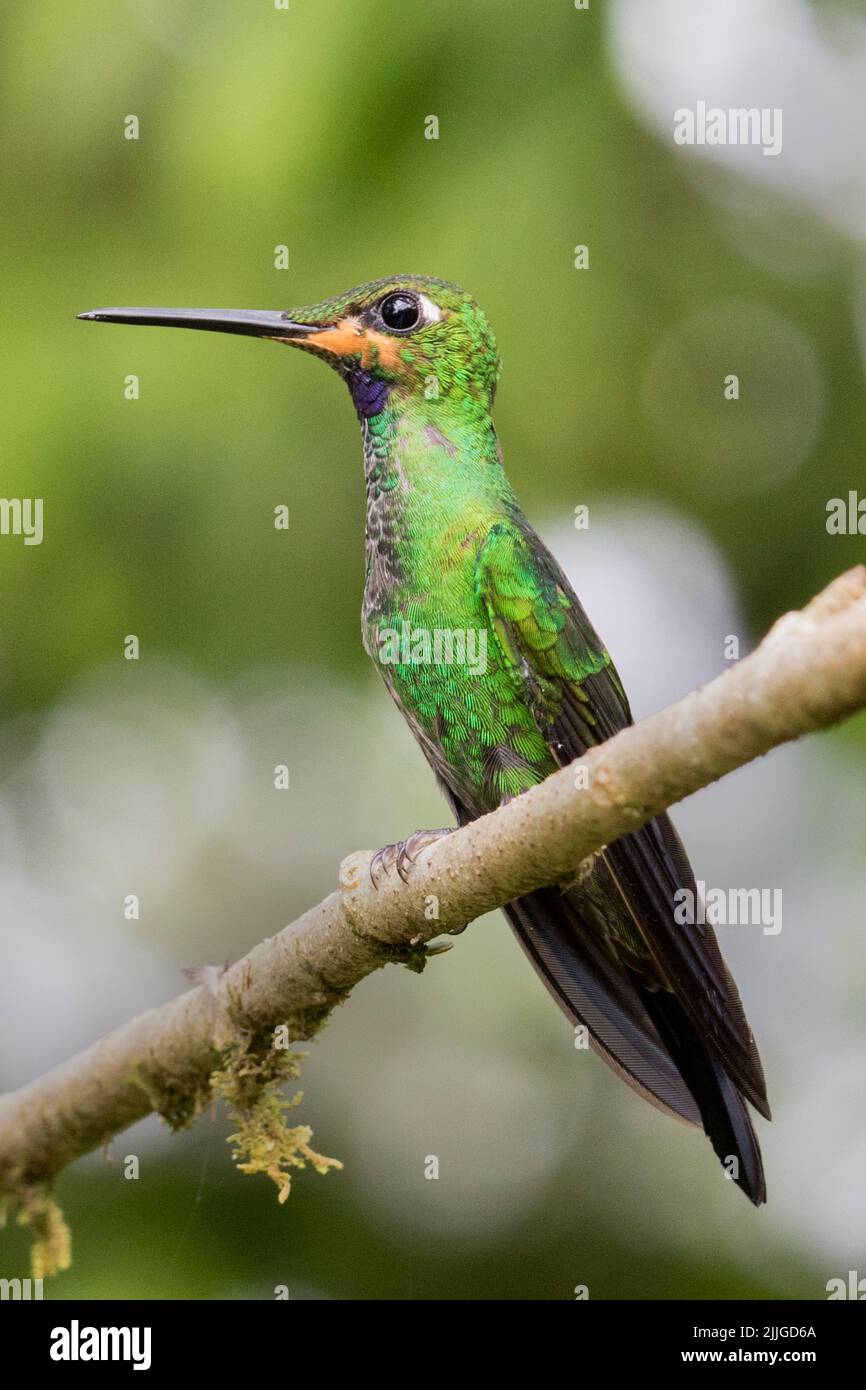Empress Brillilant Hummingbird male (Heliodoxa imperatrix) Ecuador ...