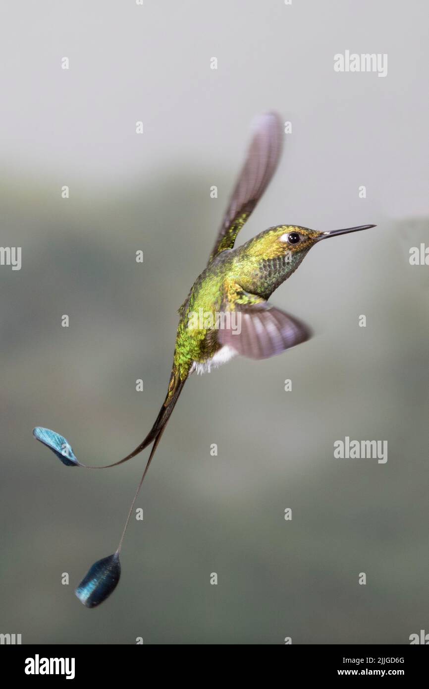 Booted Rackettail Hummingbird male flying (Ocreatus underwoodii ...