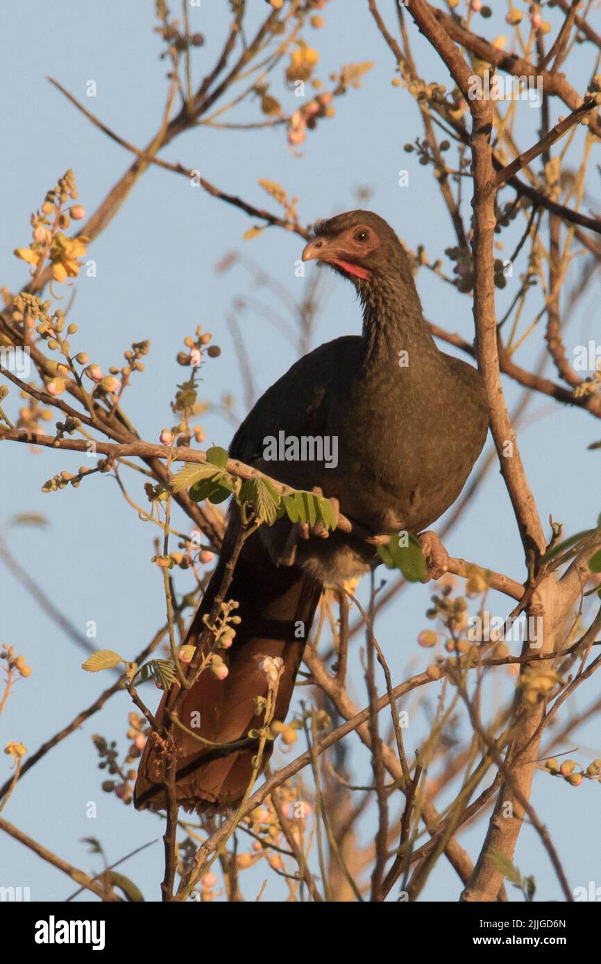 Chaco Chachalaca perched iln tree (Ortalis canicollis) Pantanal, Brazil ...