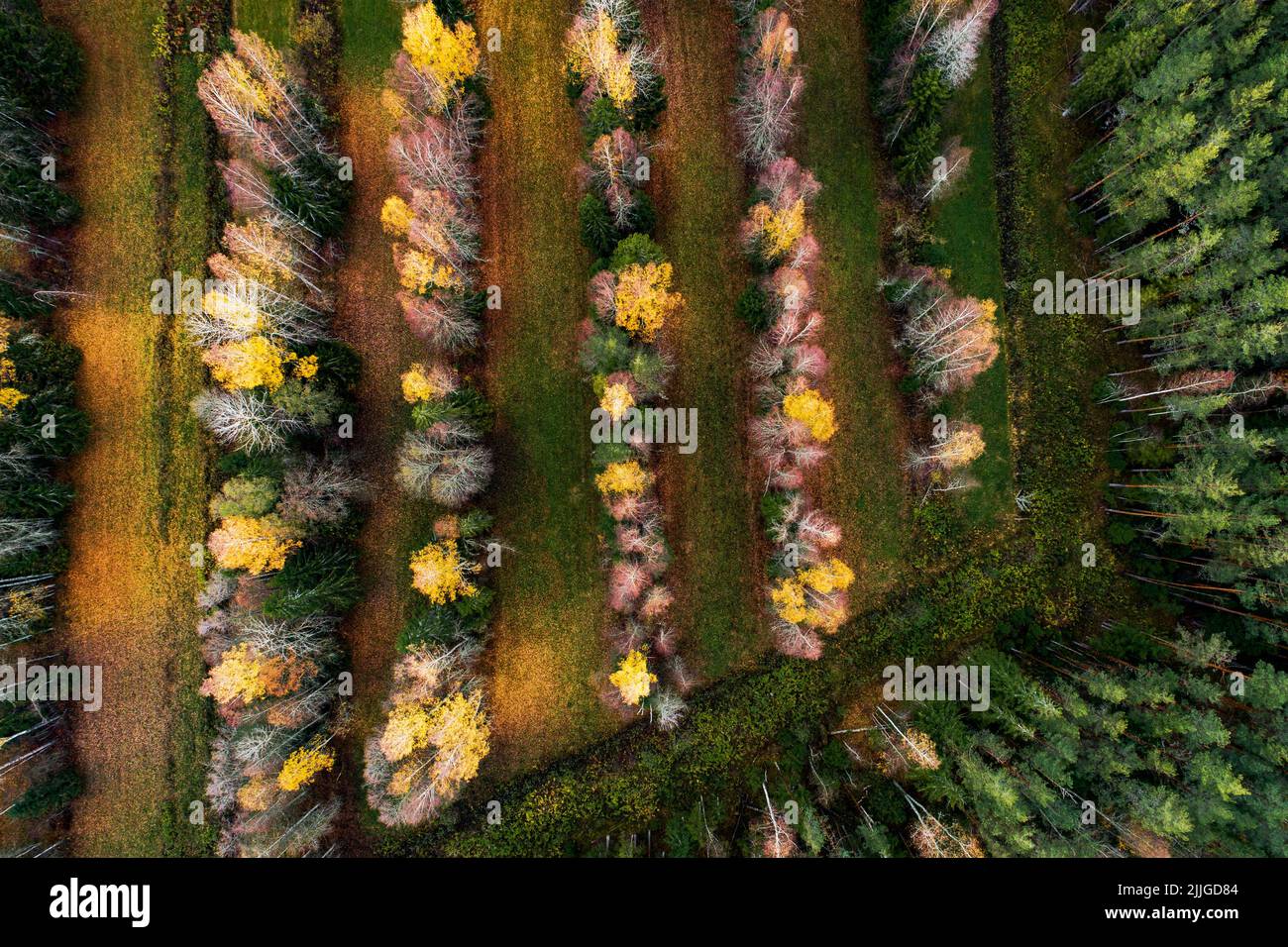 Strips field hi-res stock photography and images - Alamy