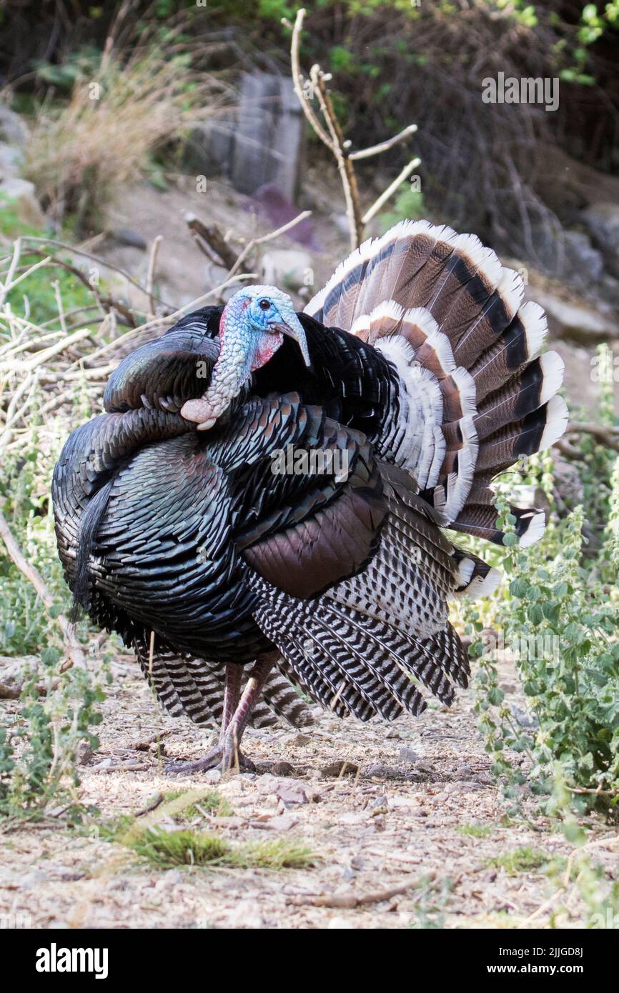 Wild Turkey male (tom) displaying (Meleagrios gallopavo) Madera Canyon ...