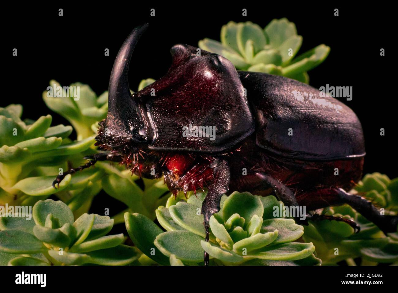 Male common rhinoceros hi-res stock photography and images - Alamy
