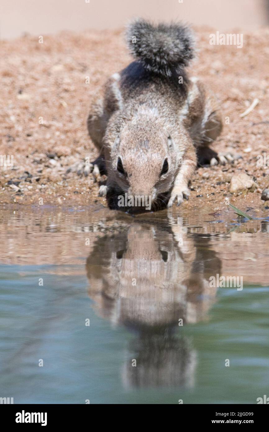 Harris Ground Squirrel drinking with reflection (Ammonspermophilus ...