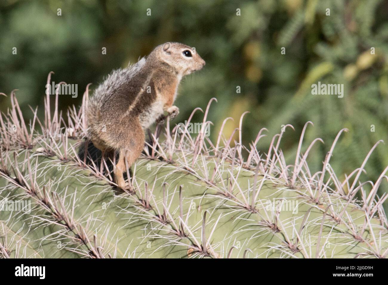 Harris Ground Squirrel on cactus (Ammonspermophilus harrisii) Southern ...