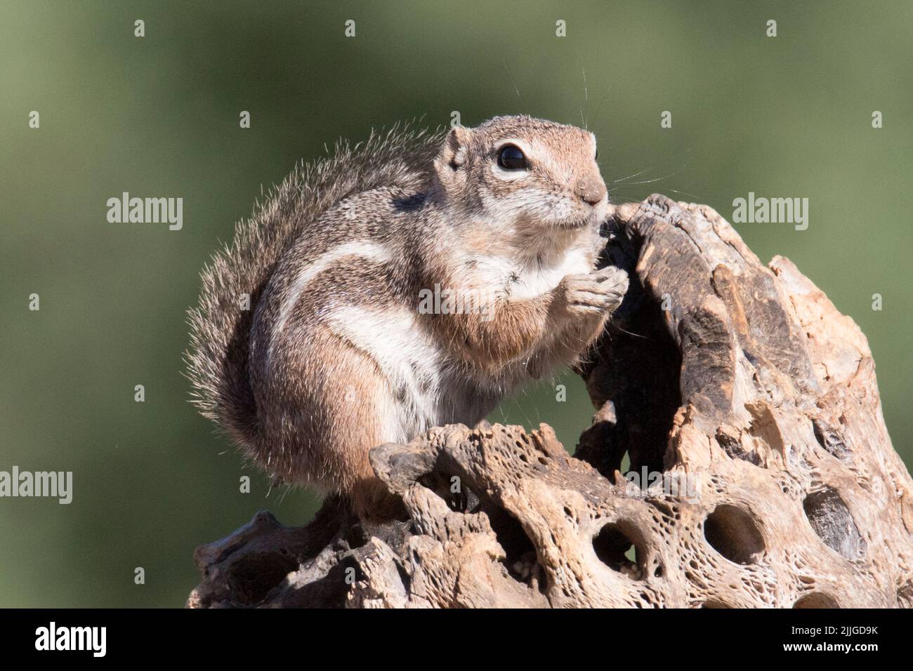 Harris Ground Squirrel eating (Ammonspermophilus harrisii) Southern ...