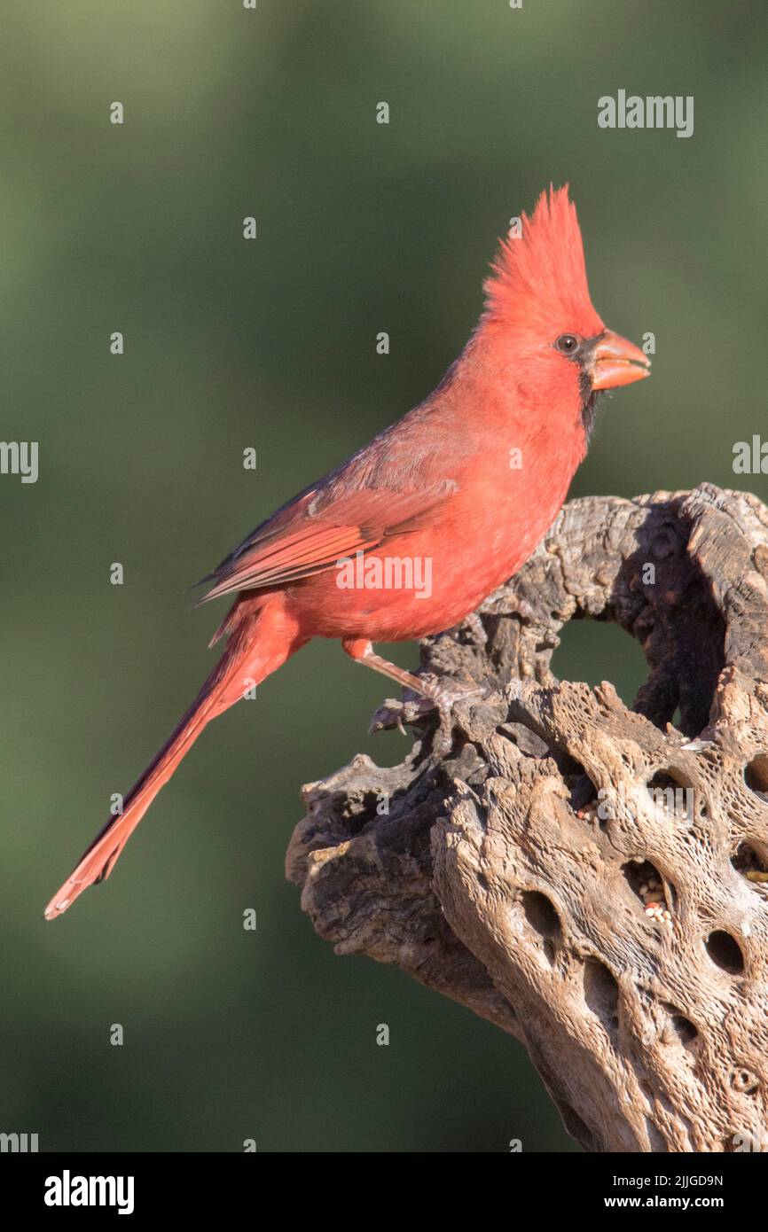 Species northern cardinal hi-res stock photography and images - Alamy