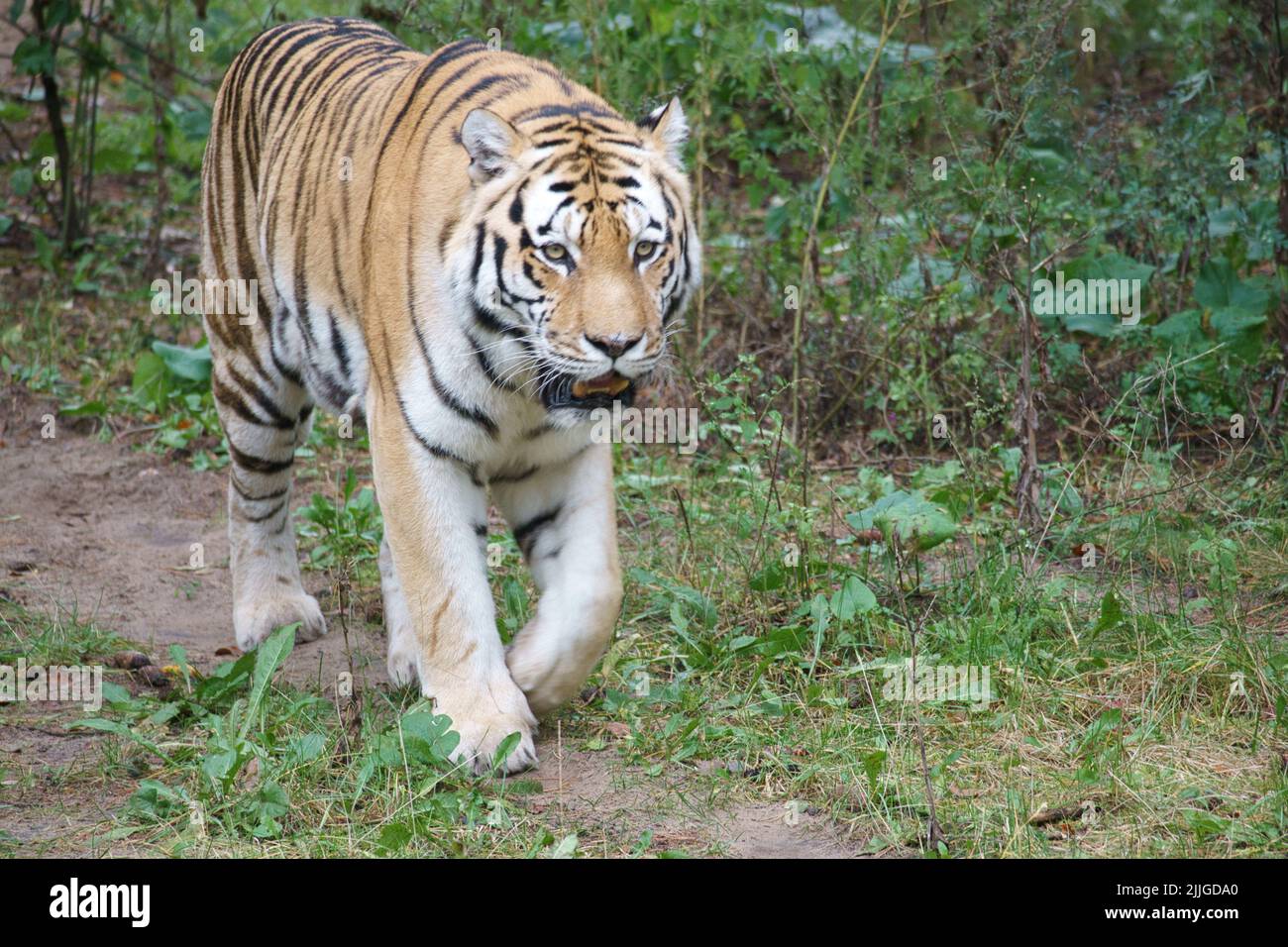 Siberian tiger. Elegant big cat. endangered predator. white,black ...