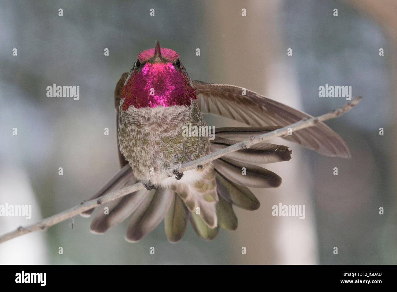 Anna hummingbird calypte anna arizona hi-res stock photography and ...
