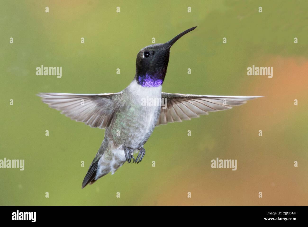Black-Chinned Hummingbird male flying (Archilochus alexandri) Madera ...