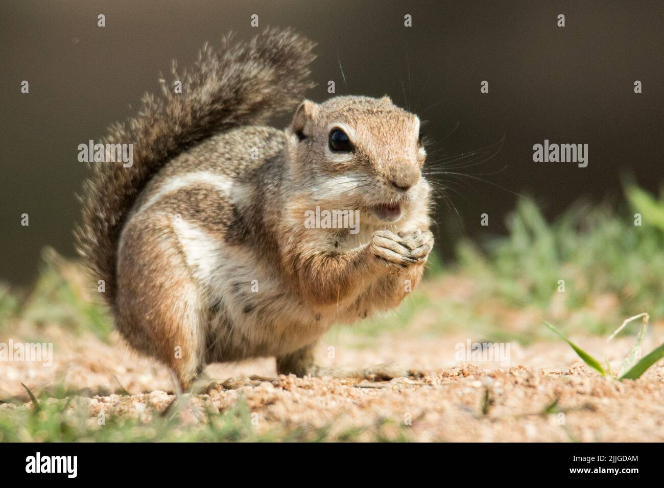 Harris Ground Squirrel eating (Ammonspermophilus harrisii) Southern ...