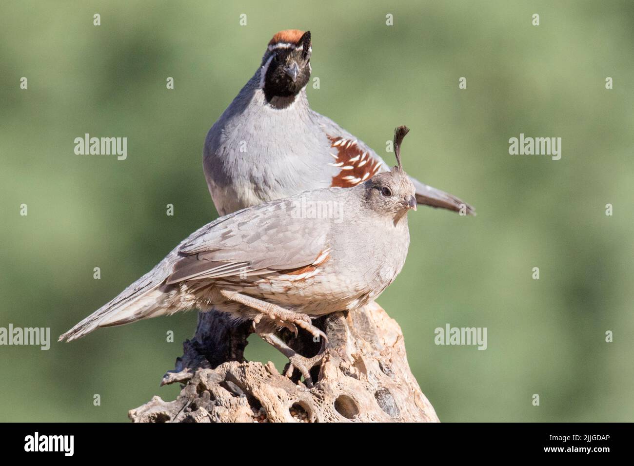Quail male and female hi-res stock photography and images - Alamy