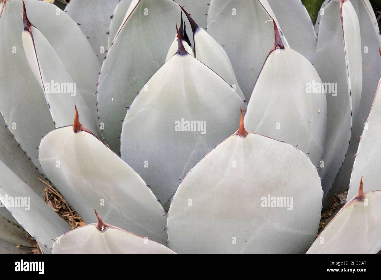 Agave leaves hi-res stock photography and images - Alamy