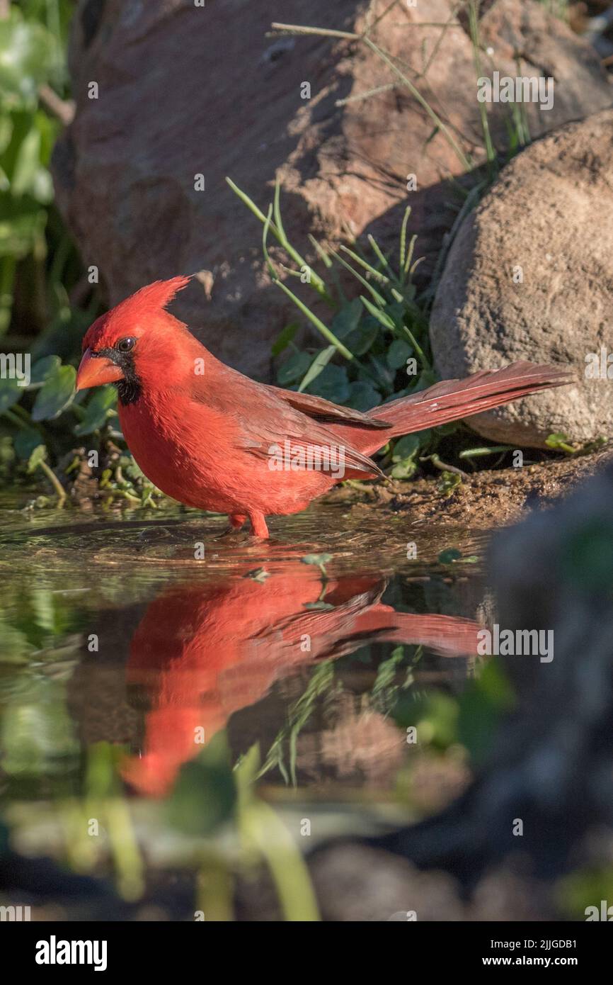 Male northern cardinal water hi-res stock photography and images - Alamy