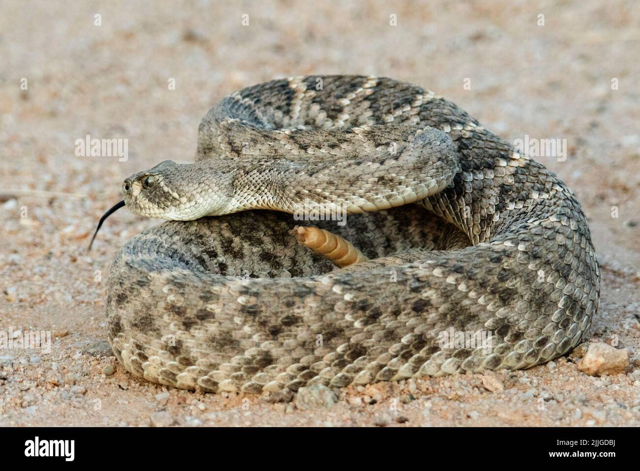 Western Dioamondback Rattlesnake (Crotalus atrox) Southern Arizona ...