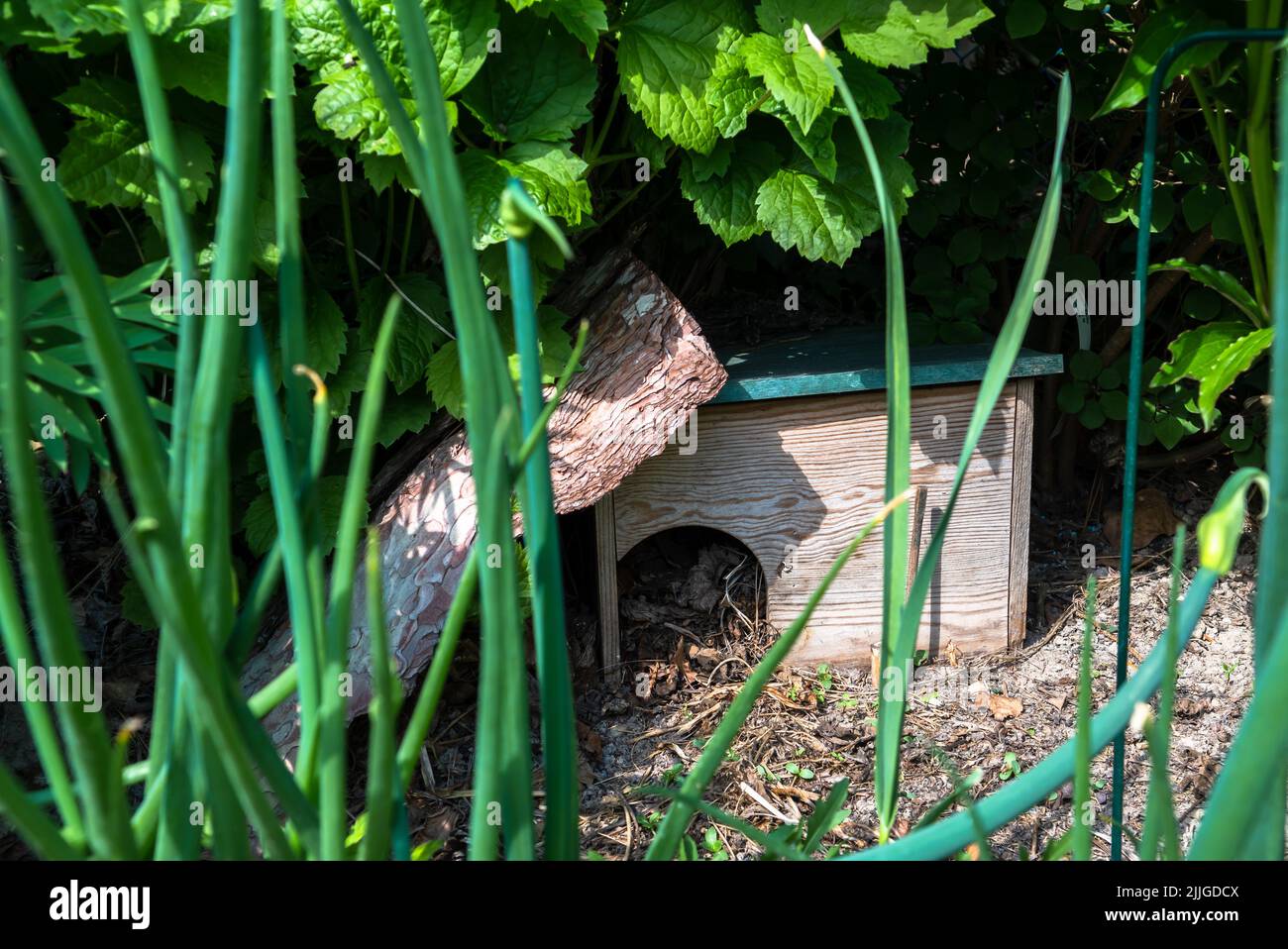 Hedgehog house craft hi-res stock photography and images - Alamy